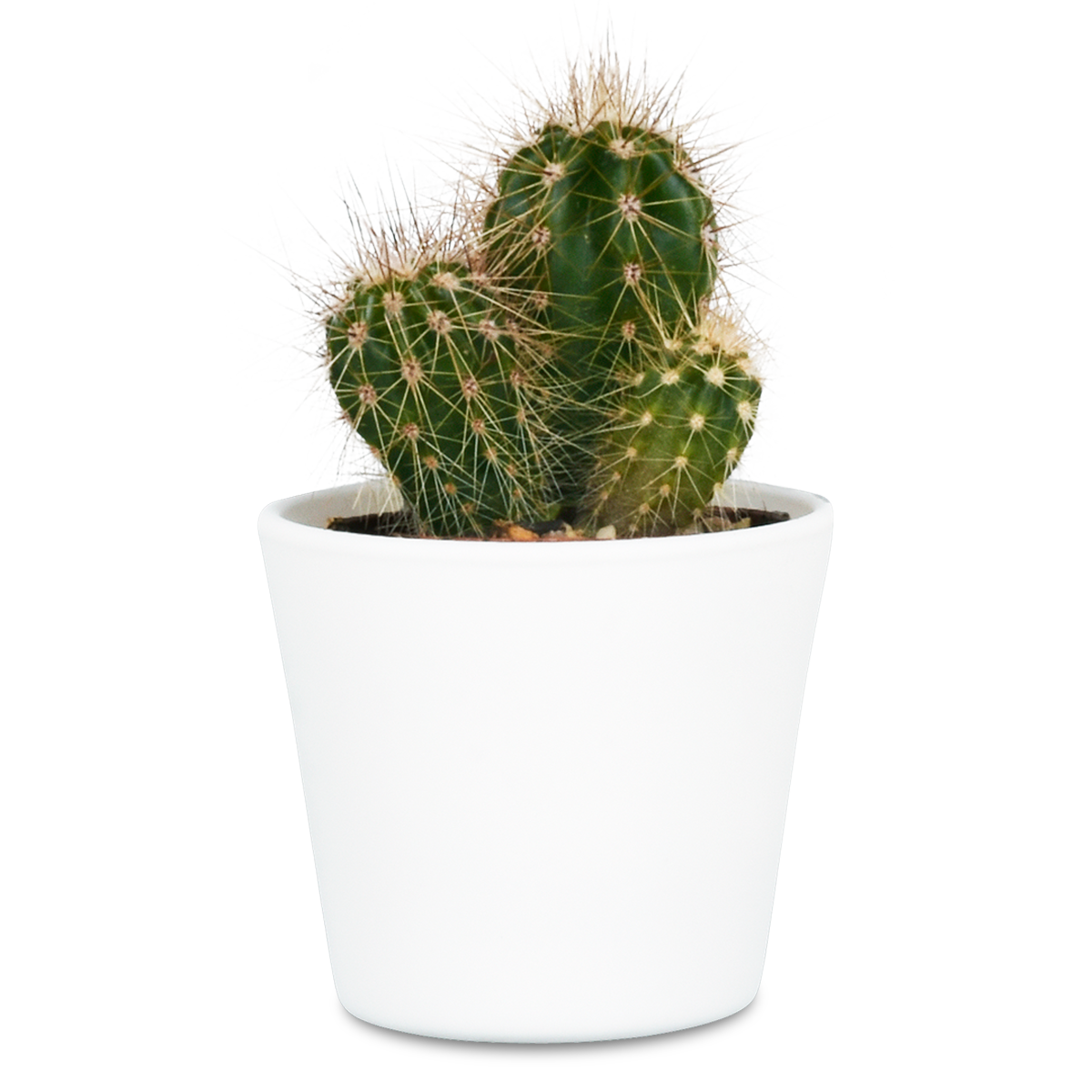 Características: Tudo sobre catos e seus cuidados.