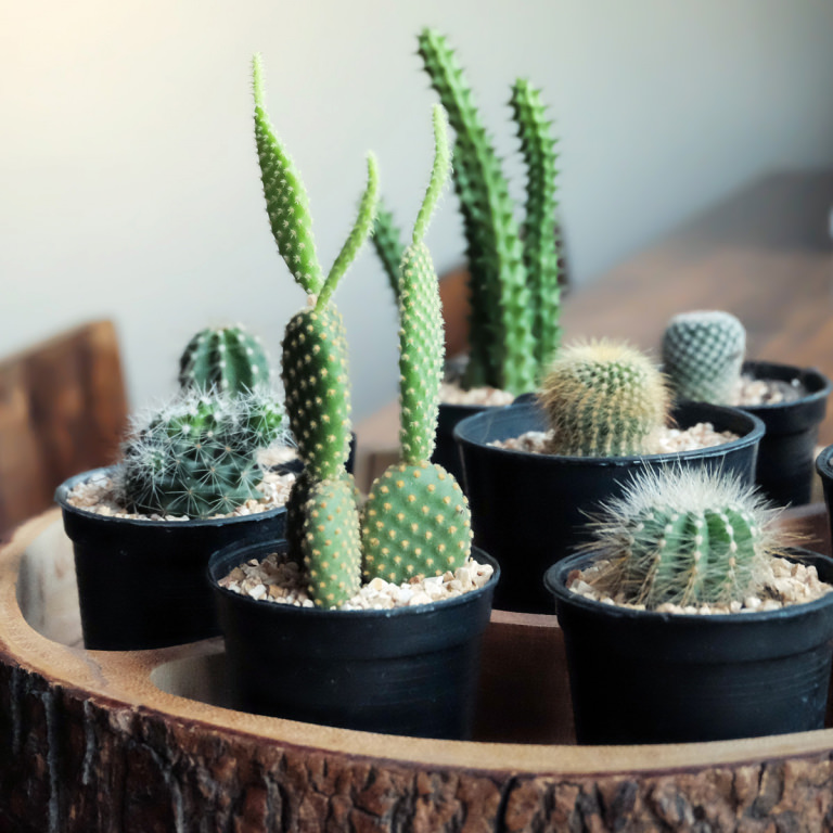 Características: Tudo sobre catos e seus cuidados.