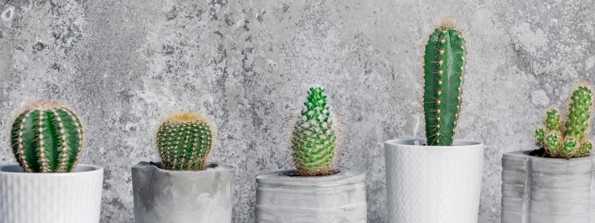 Características: Tudo sobre catos e seus cuidados.