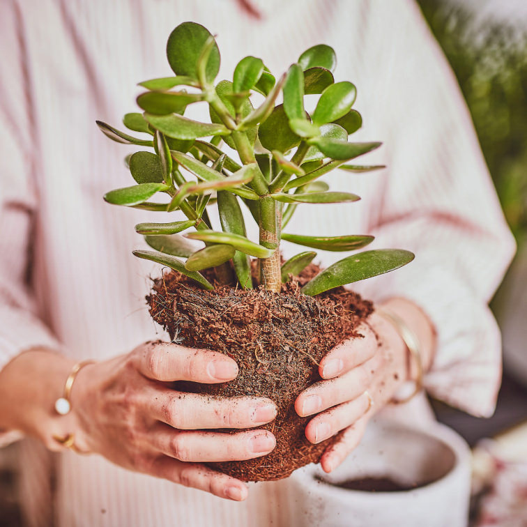 Características: Tudo sobre catos e seus cuidados.